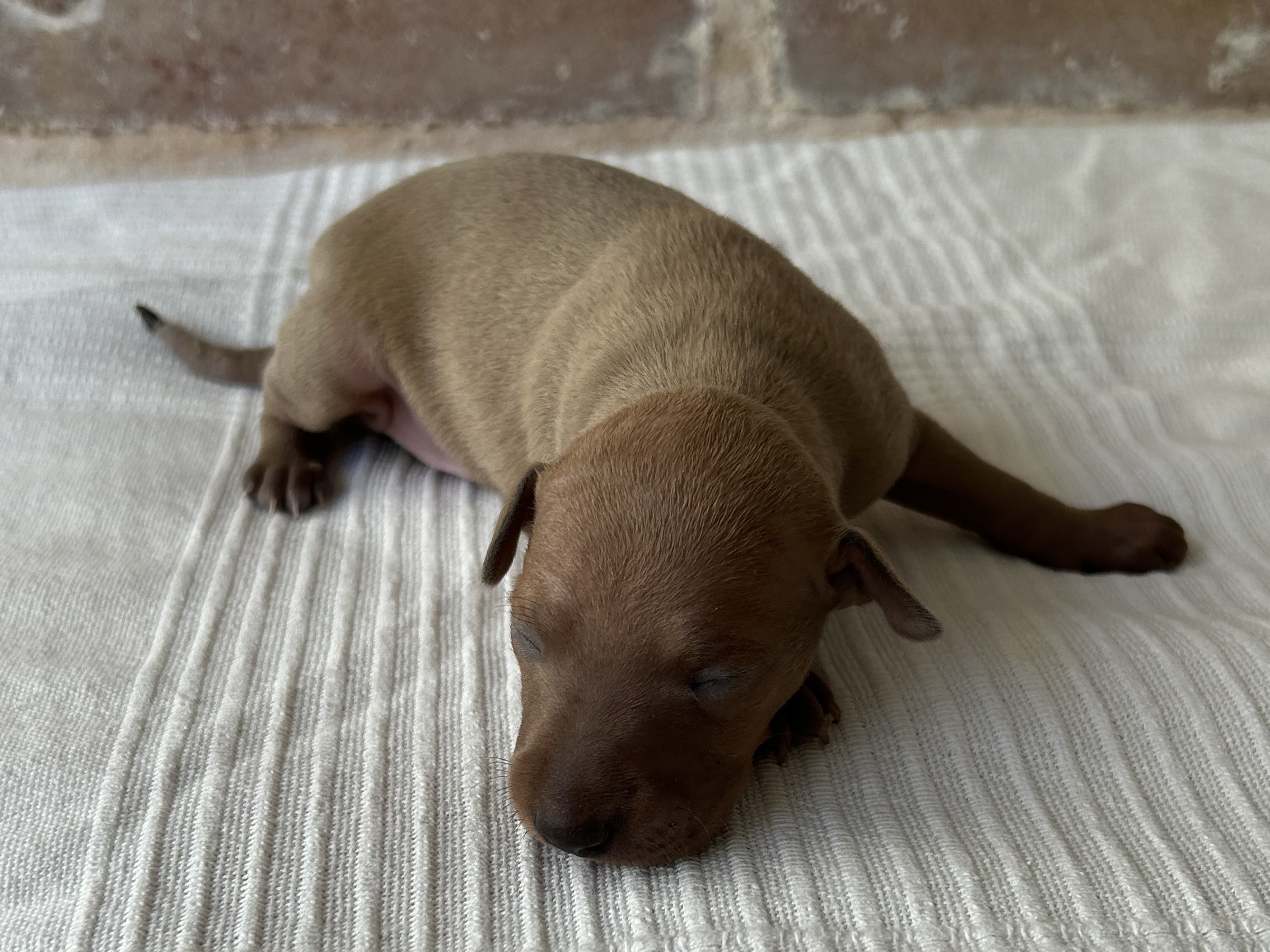 Criadores de galgo italiano en españa - Eleganza Italiana