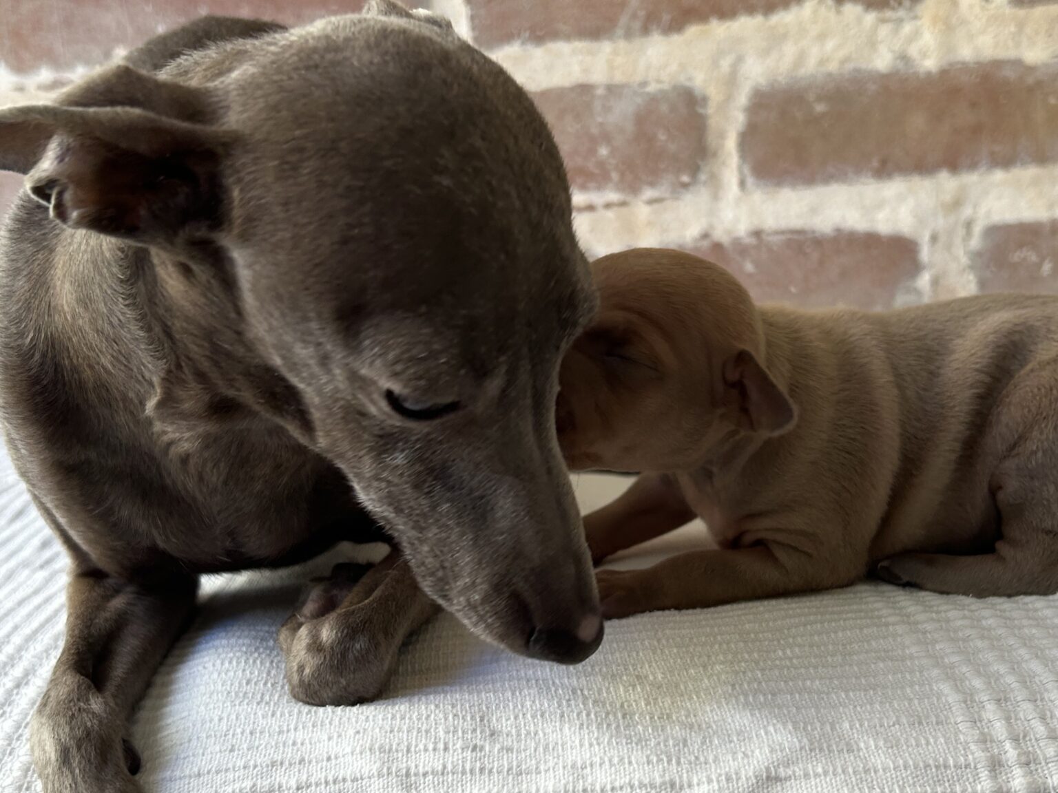 Criadores de galgo italiano en españa - Eleganza Italiana